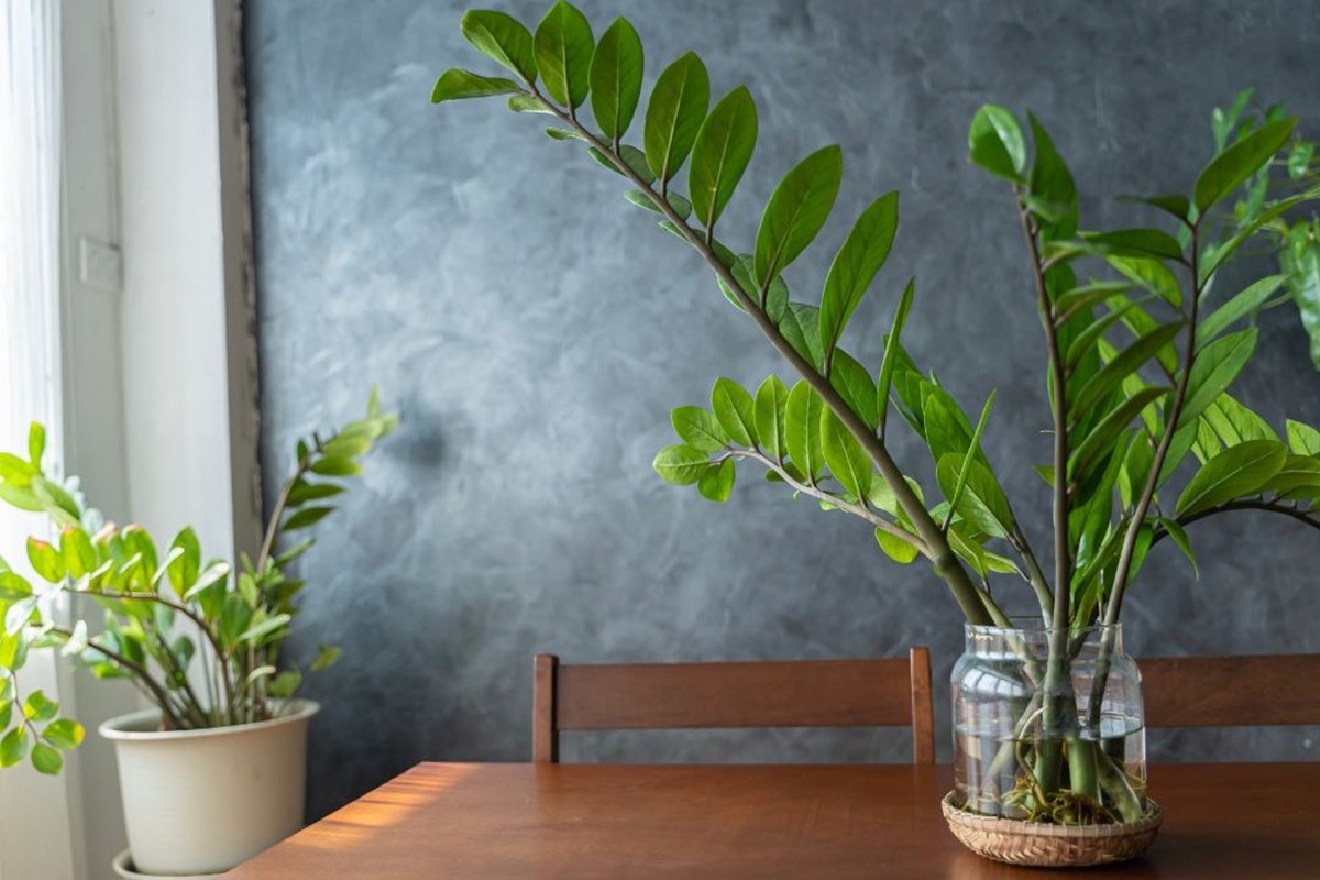 Zamija je biljka koja brzo raste, jednostavna za njegu i donosi sreću u dom - Žene.ba