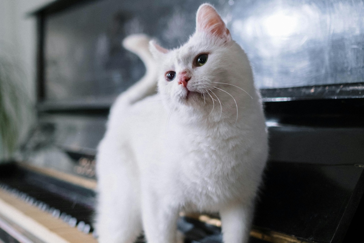 Mačke nas liječe: Nauka stoji iza njihove ljekovite moći - Žene.ba